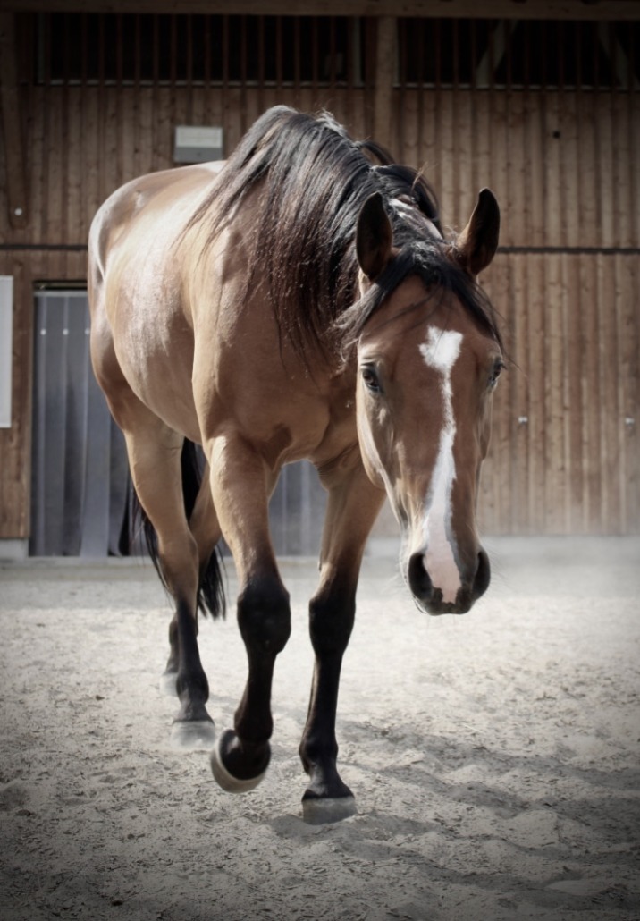 Pferde - Gähwindehof Mountain Ranch Resort Oberstaufen